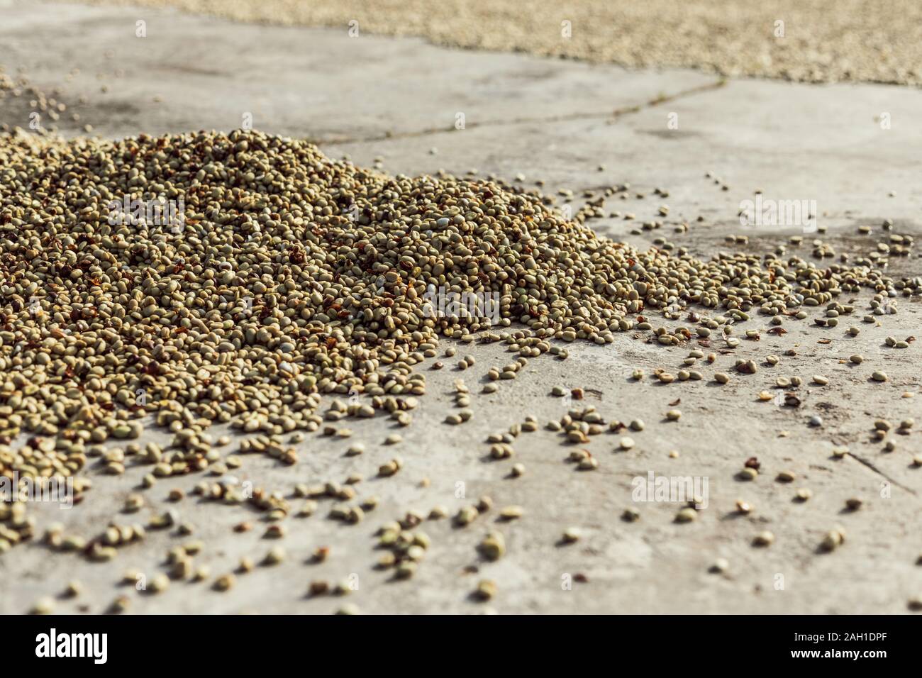 Dry parchment coffee hi-res stock photography and images - Alamy