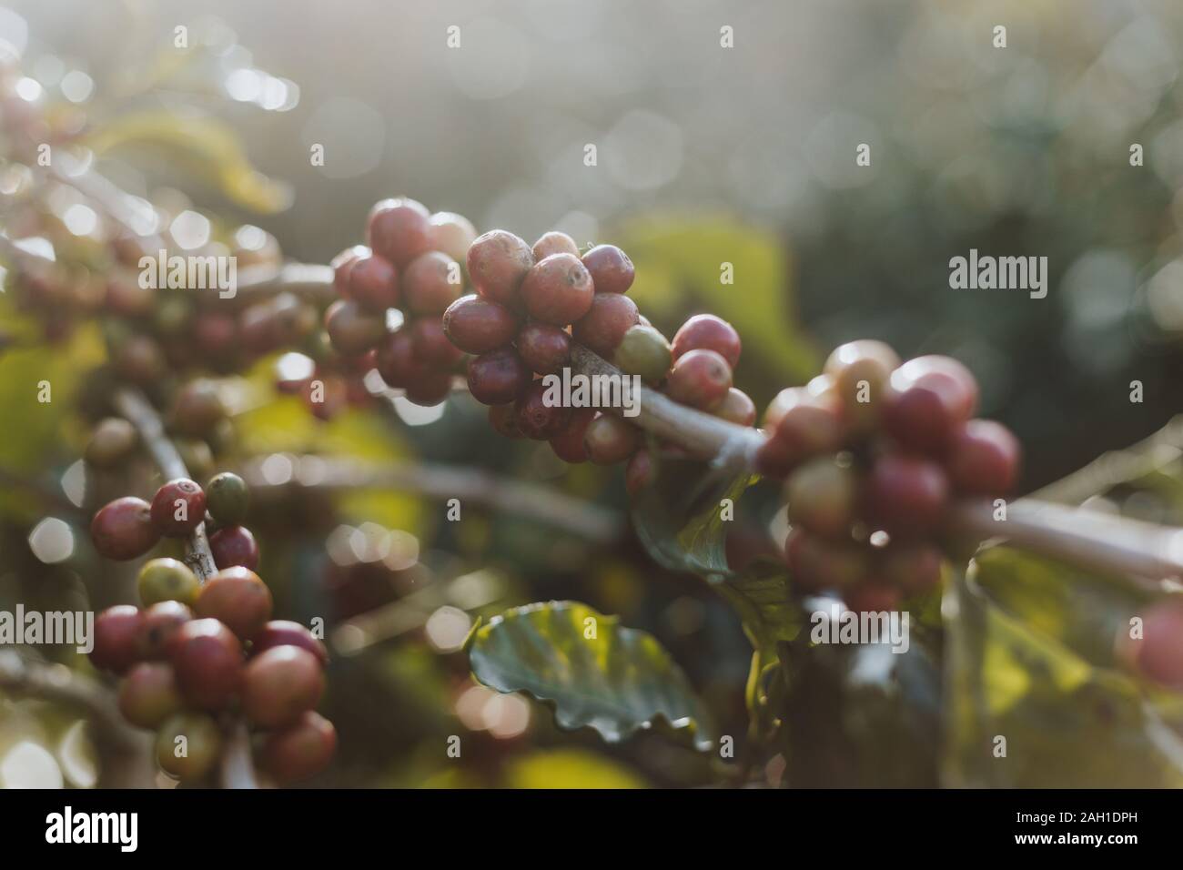 Coffee tree with ripe berries on farm Stock Photo - Alamy