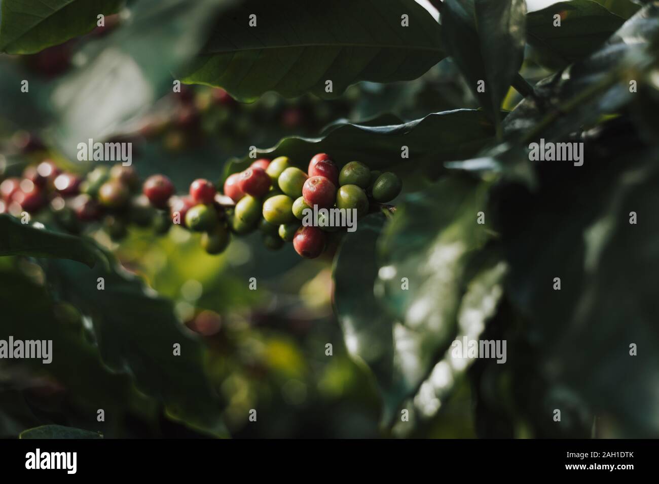 Coffee tree with ripe berries on farm Stock Photo - Alamy