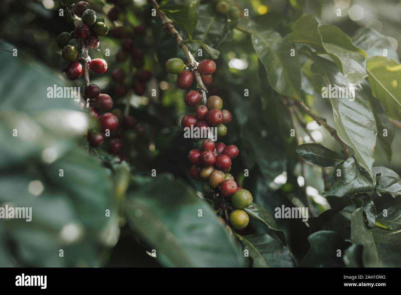 Coffee tree with ripe berries on farm Stock Photo - Alamy