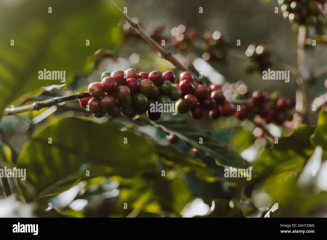 Coffee tree with ripe berries on farm Stock Photo - Alamy