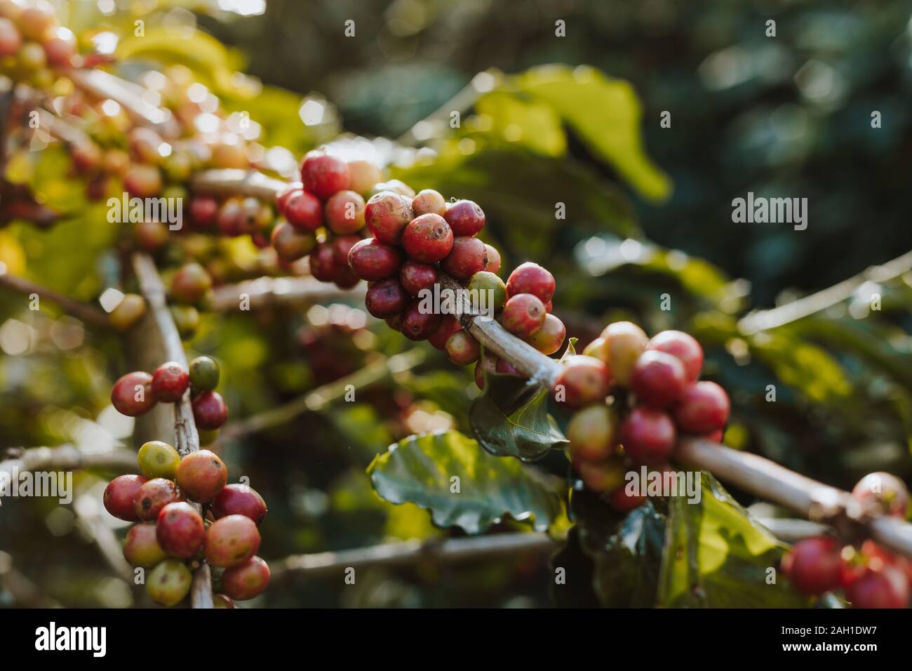 Coffee tree with ripe berries on farm Stock Photo - Alamy