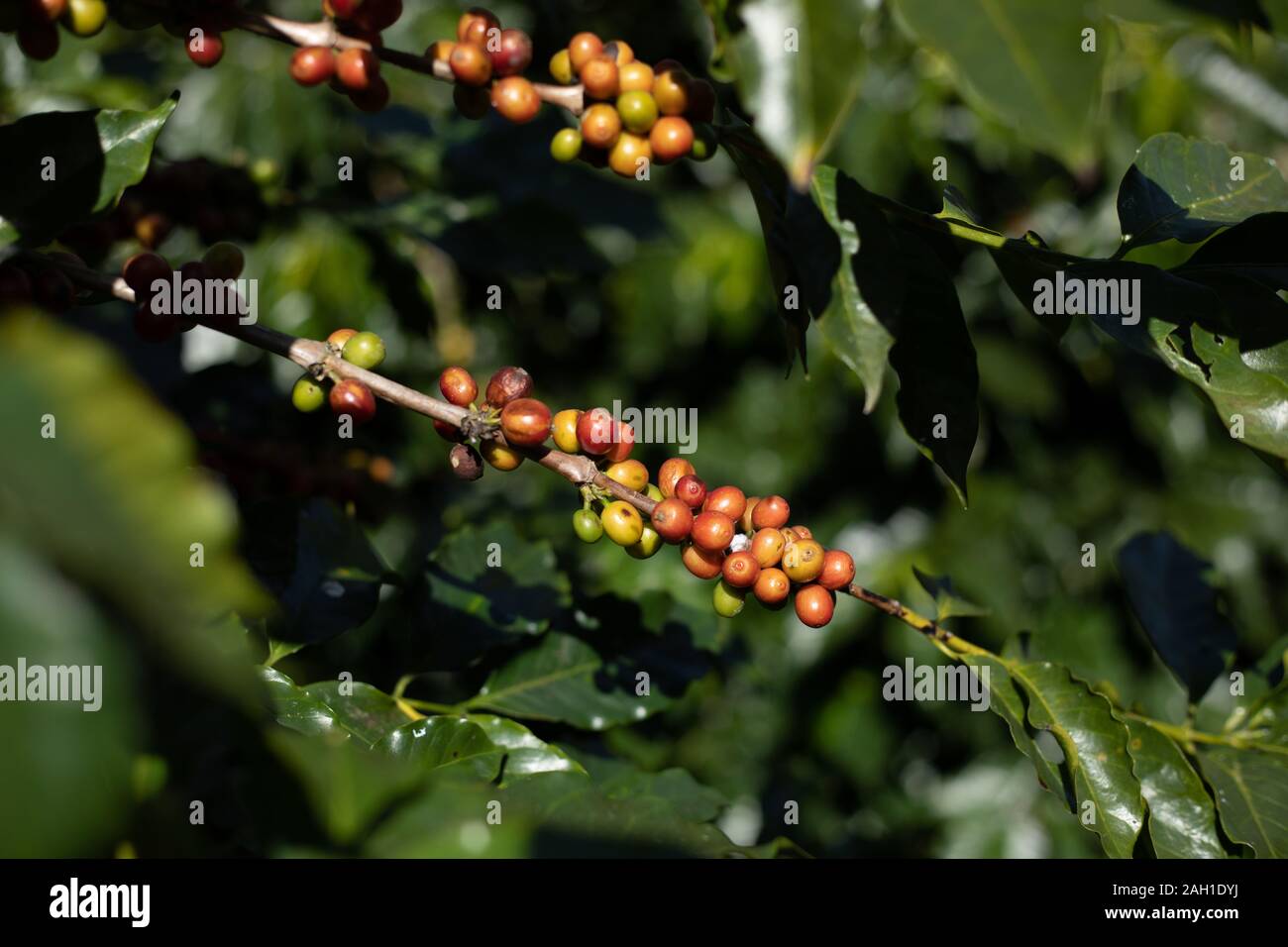 Coffee tree with ripe berries on farm Stock Photo - Alamy