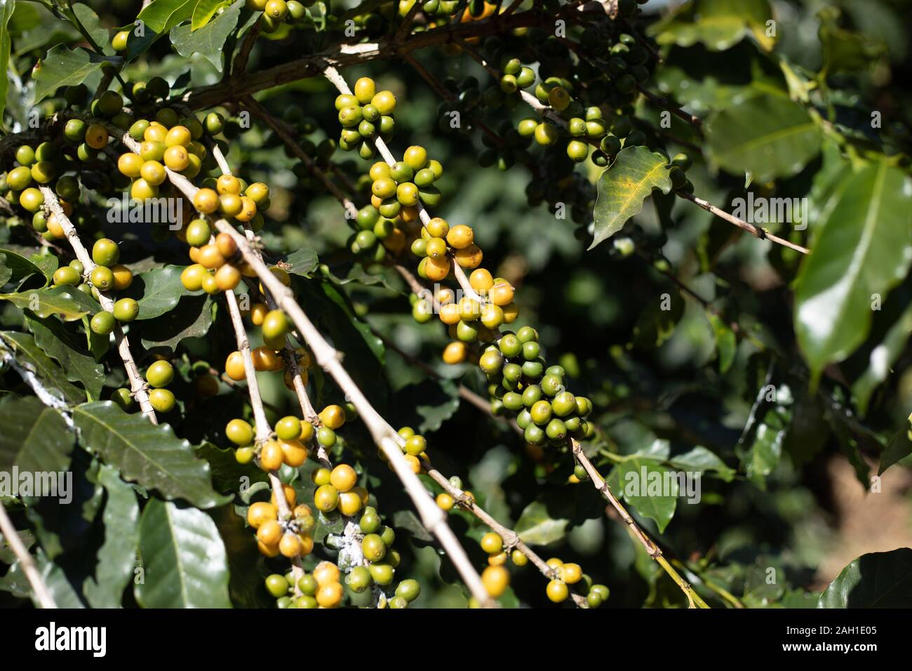 Coffee tree with ripe berries on farm Stock Photo - Alamy