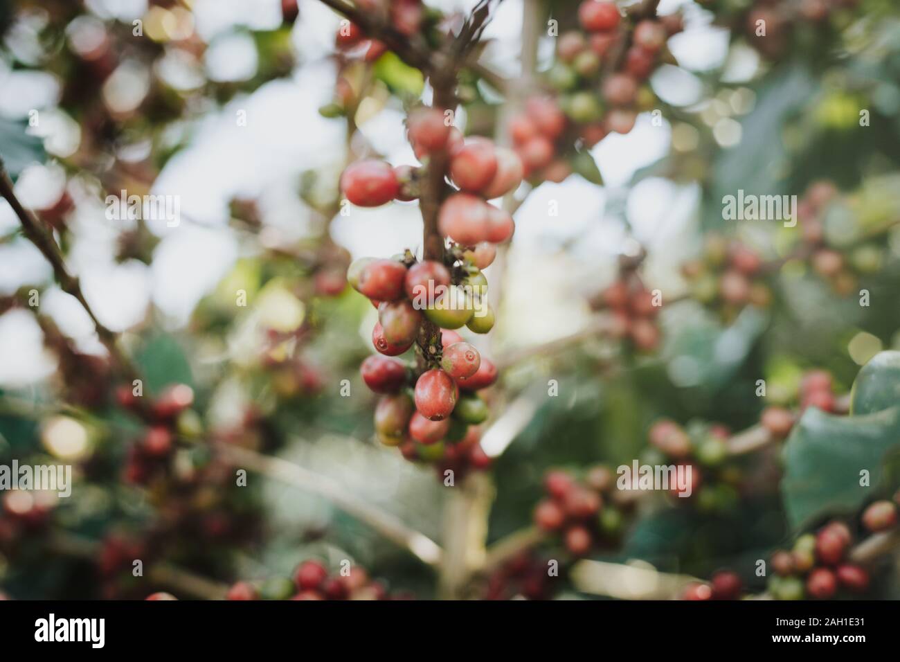 Coffee tree with ripe berries on farm Stock Photo - Alamy