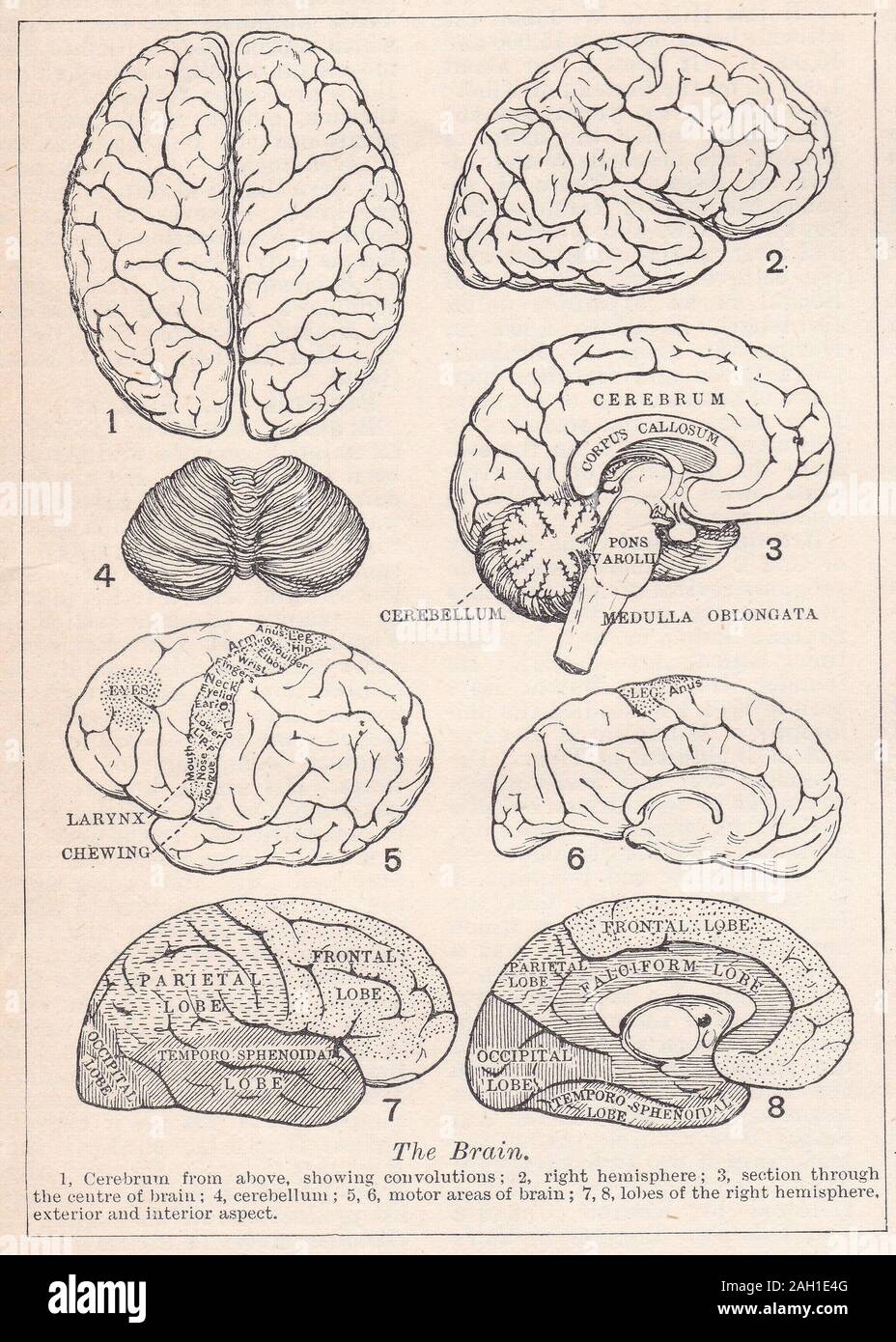 1900s study of brains hi-res stock photography and images - Alamy