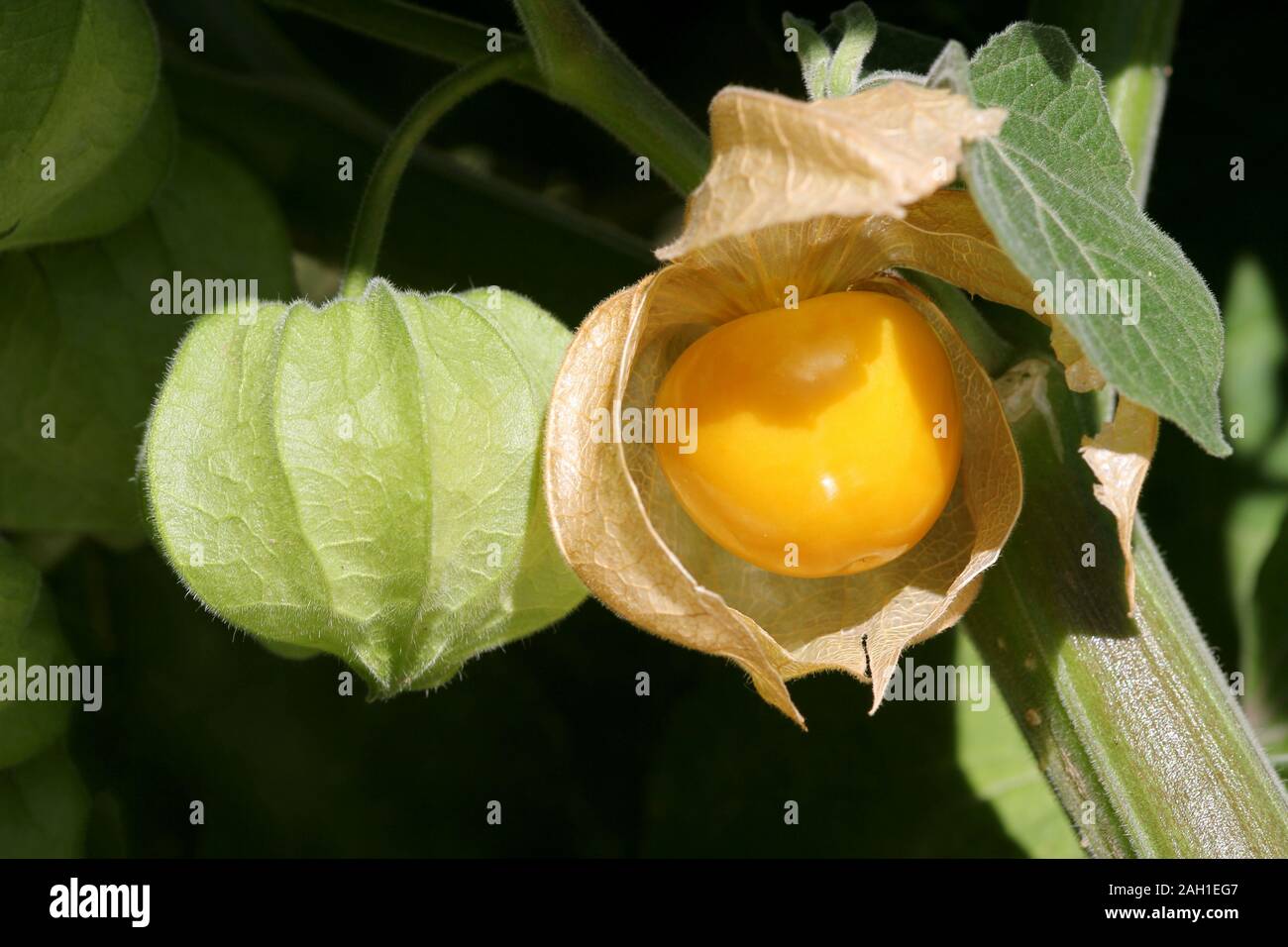 The exotic fruit physalis, isolated Stock Photo - Alamy