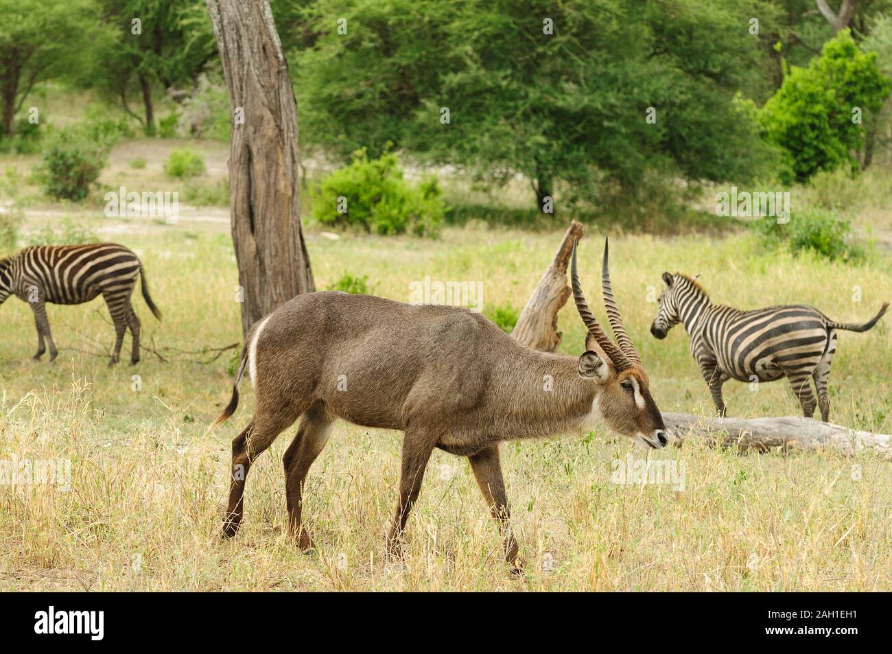Closeup of Waterbuck (scientific name: Kobus ellipsiprymnus, or "Kuru ...