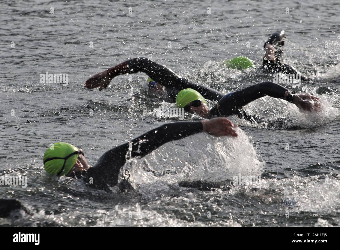 swimming race in a lake Stock Photo - Alamy