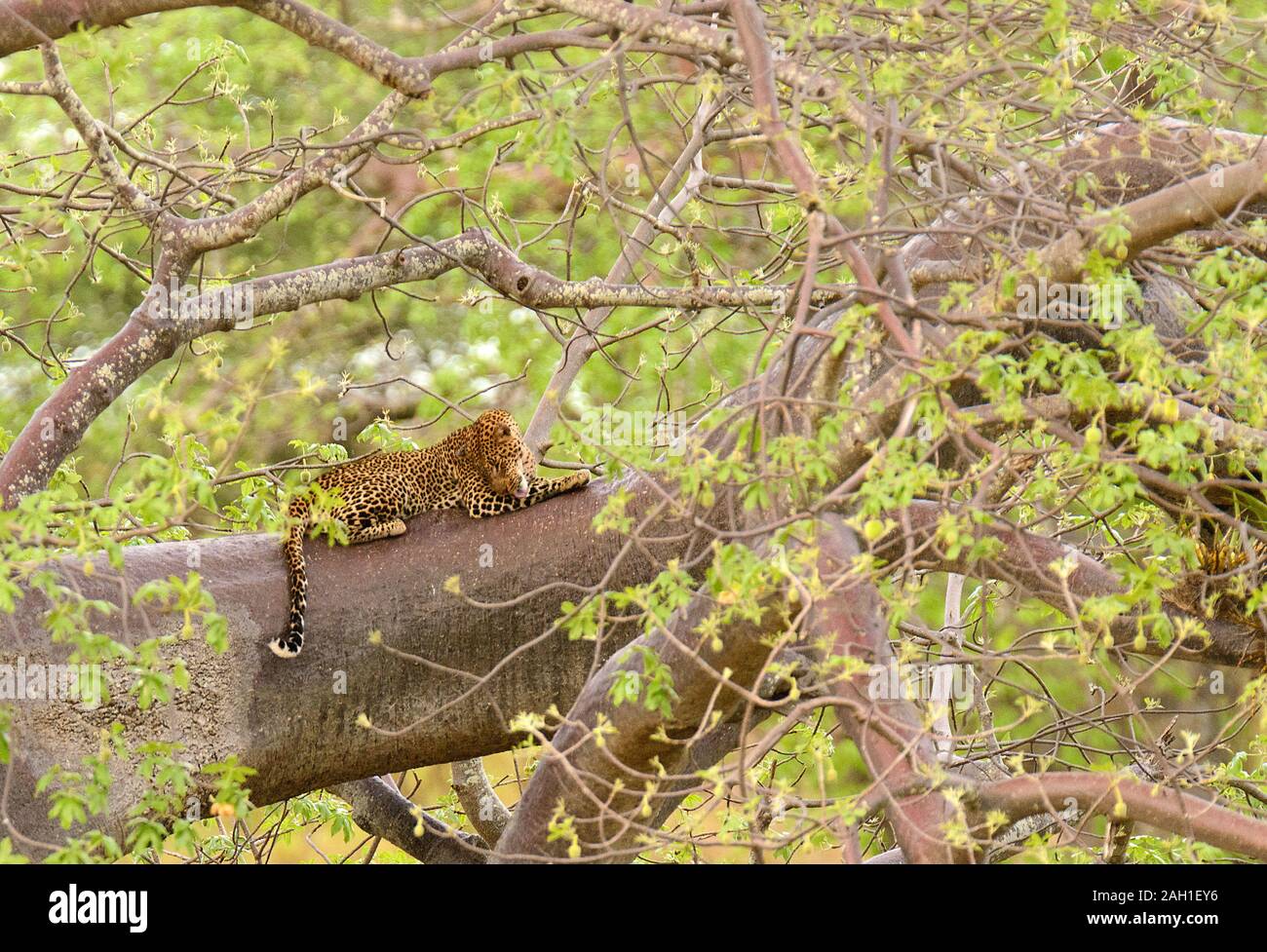 Leopard resting in a tree in the serengeti hi-res stock photography and ...