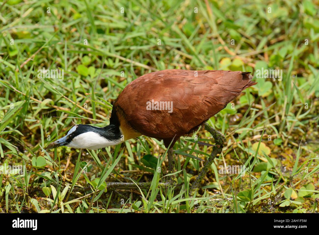 African Jacana (Scientific name: Actophilornis africanus Stock Photo ...