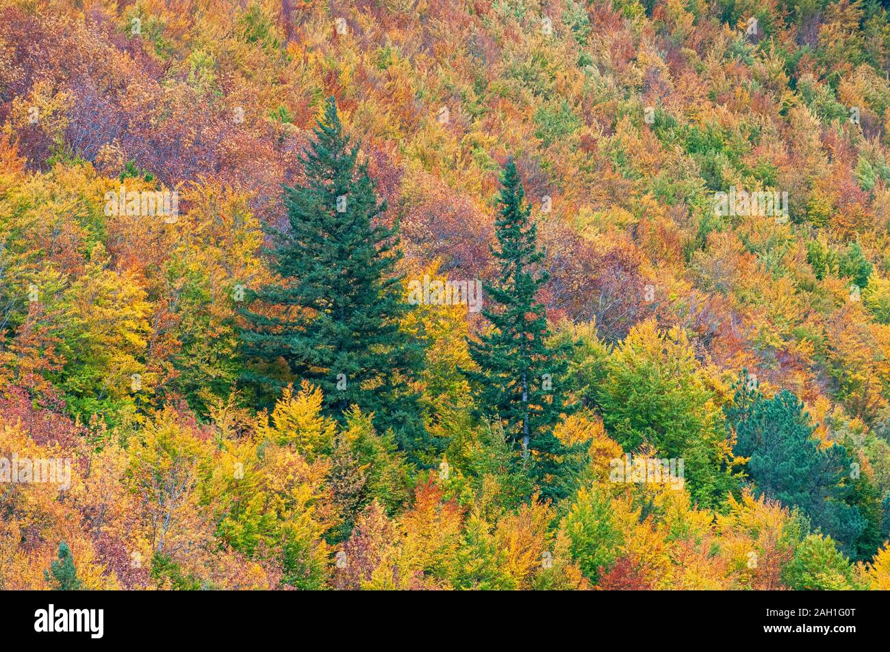 Beech forest of Estrela Mountain, Portugal Stock Photo - Alamy