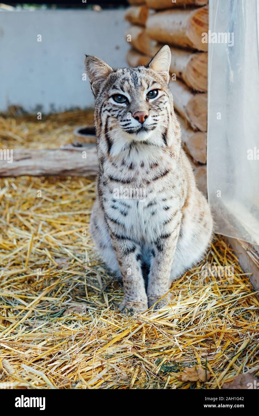 Lynx Ears High Resolution Stock Photography and Images - Alamy