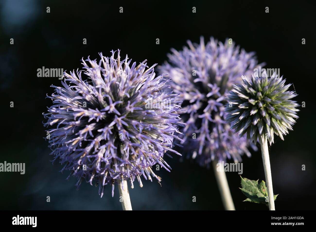 Echinops ritro flower hi-res stock photography and images - Alamy