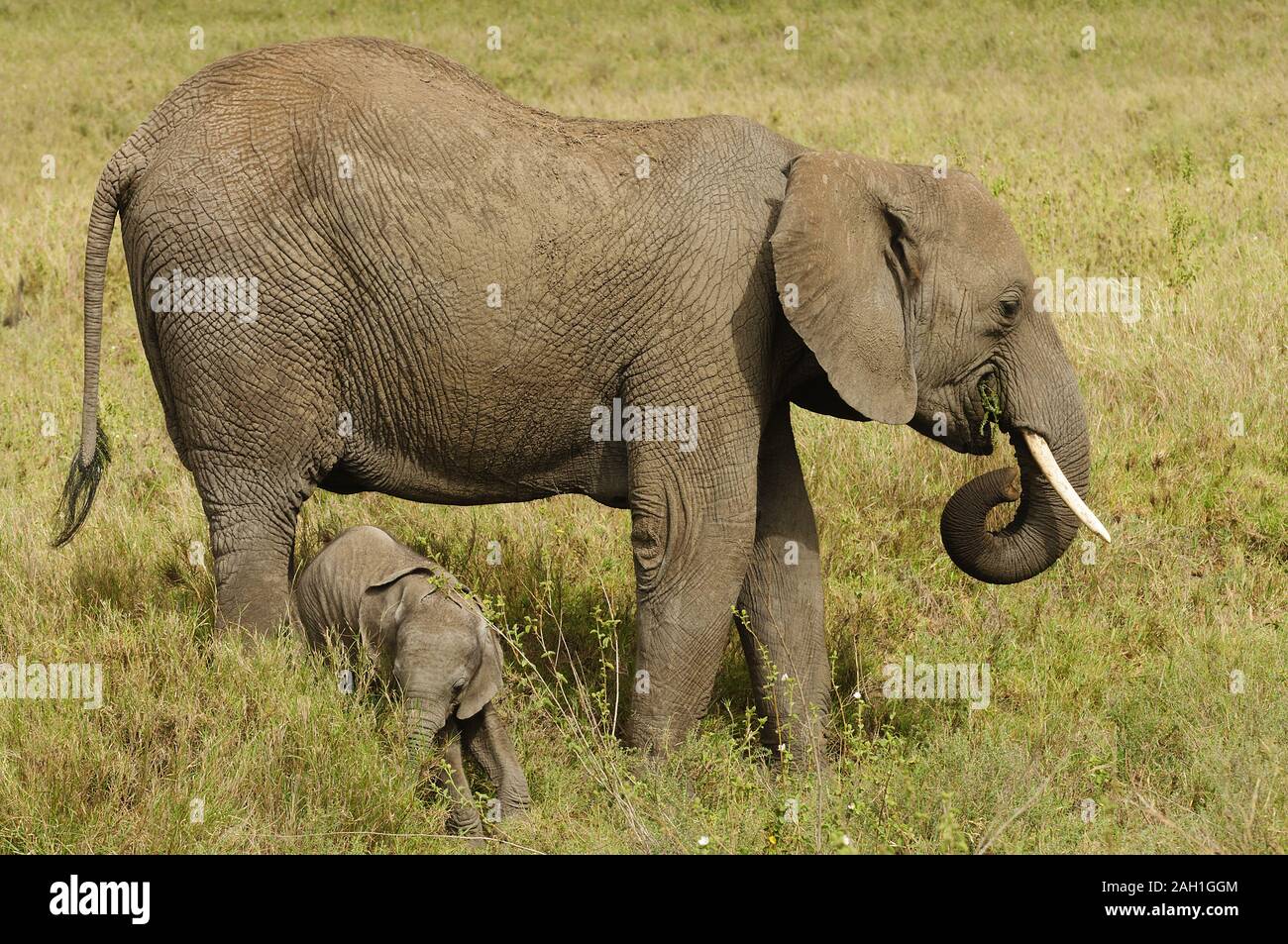 Cow with tusks hi-res stock photography and images - Alamy