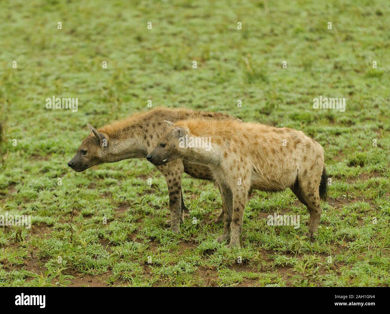Spotted hyena crocuta mammalia hi-res stock photography and images - Alamy