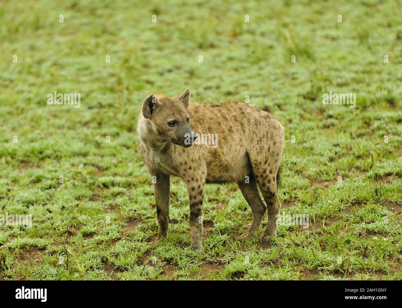 Spotted hyena crocuta large hi-res stock photography and images - Alamy