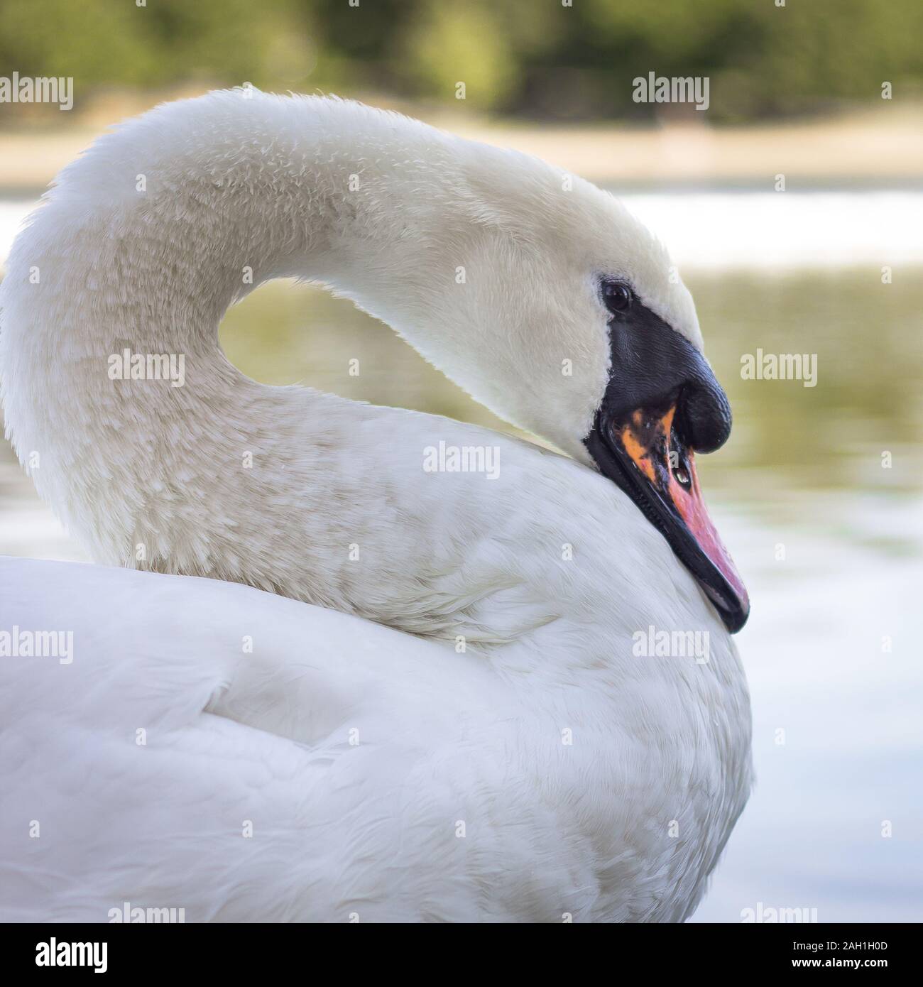 Bended beak hi-res stock photography and images - Alamy