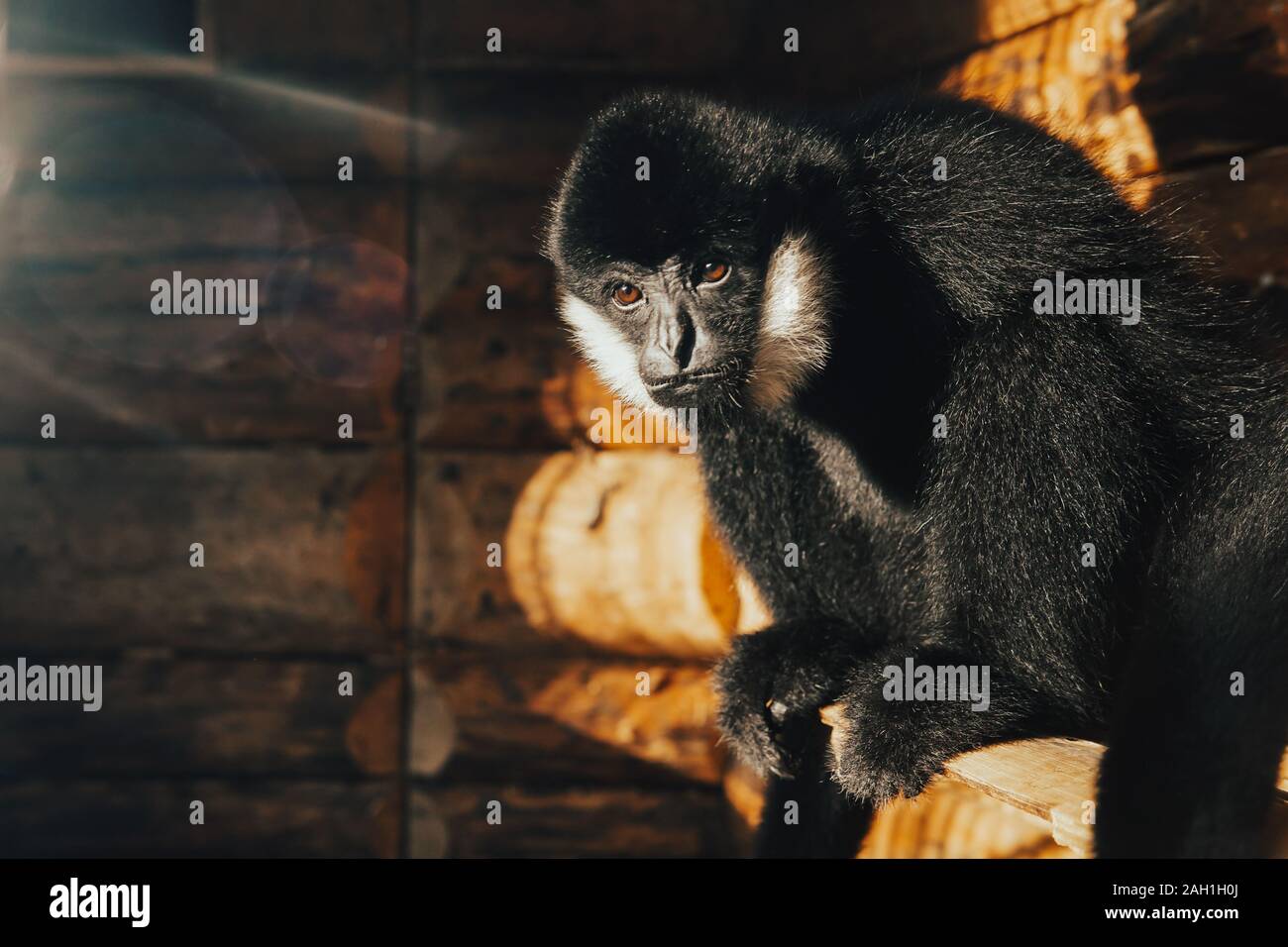 Wild monkey alone in animal zoo nature Stock Photo - Alamy