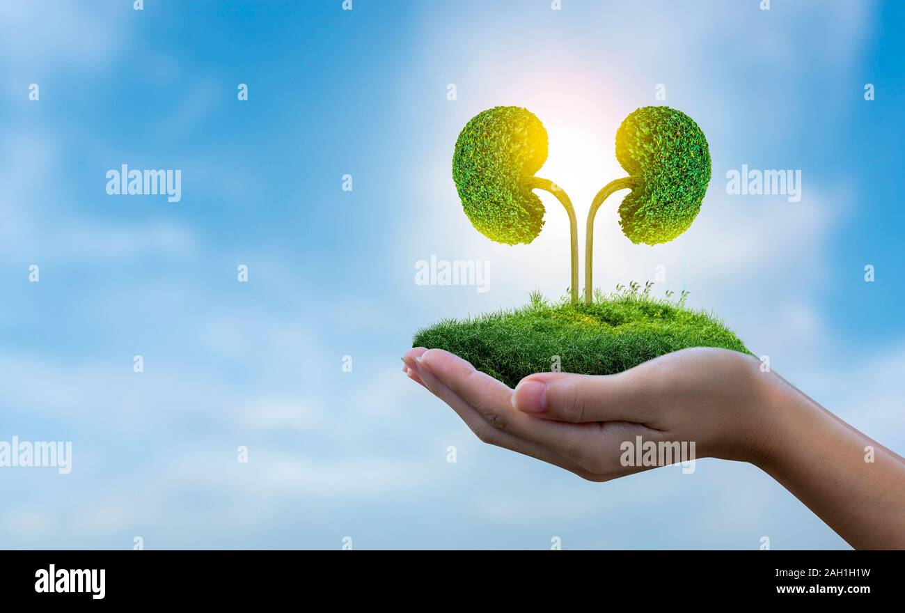 The tree (kidney) is a 3D illustration of the medical environmental ...