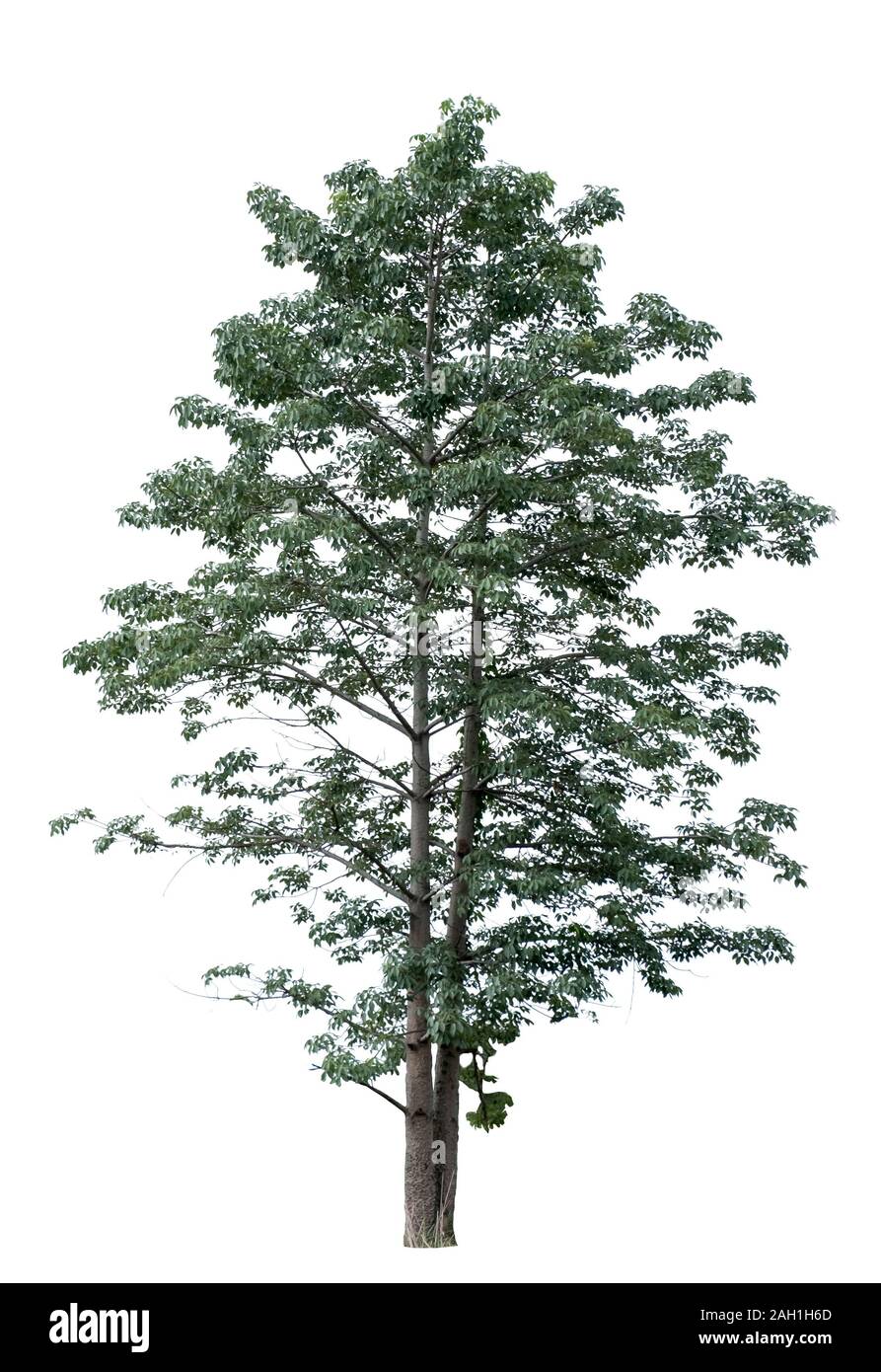Green tree isolated on white background Stock Photo - Alamy
