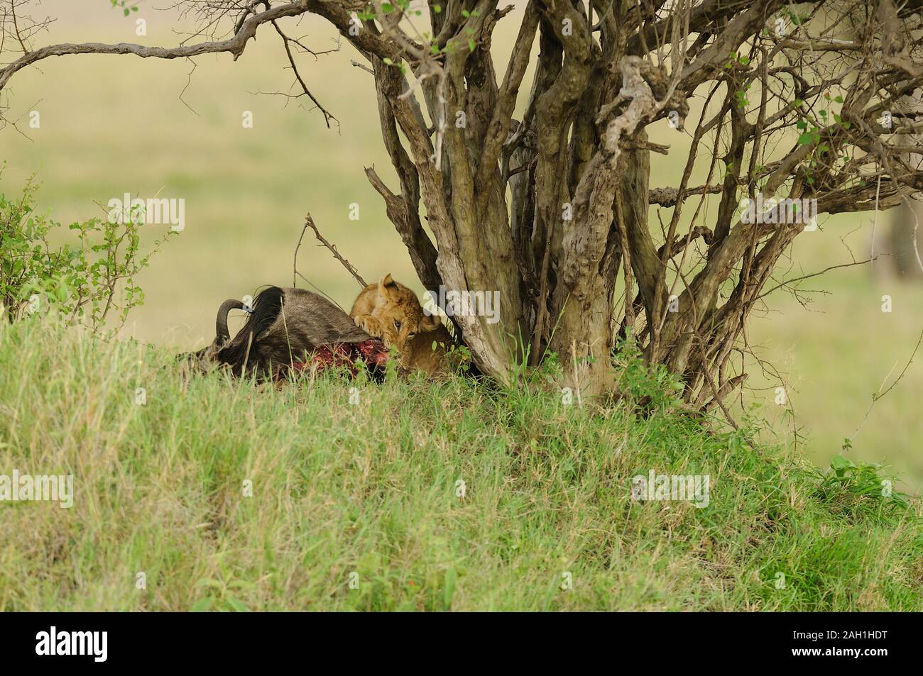 Lion cub eating on a wildebeest kill (Panthera leo, or "Simba" in ...