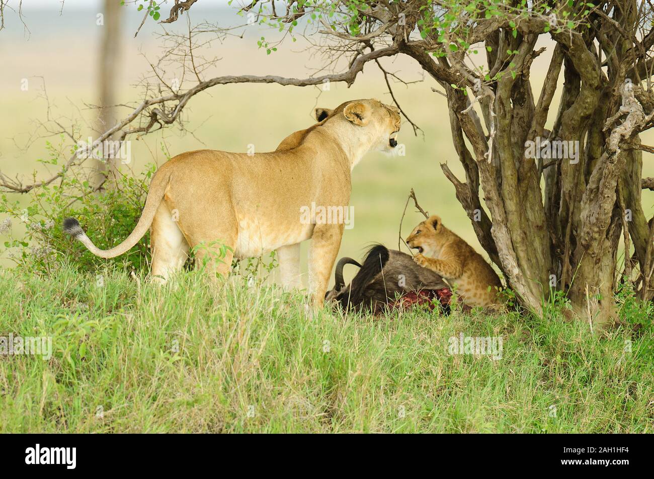 Male lion with cub and kill hi-res stock photography and images - Alamy