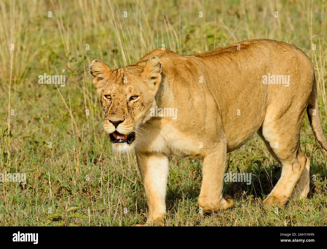 Lion pride (scientific name: Panthera leo, or "Simba" in Swaheli) in ...