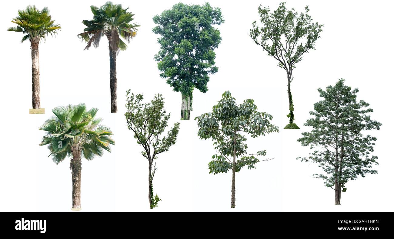 Big tree on transparent background hi-res stock photography and images ...