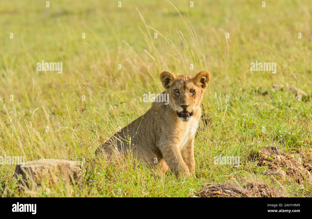 Lion pride (scientific name: Panthera leo, or "Simba" in Swaheli) in ...