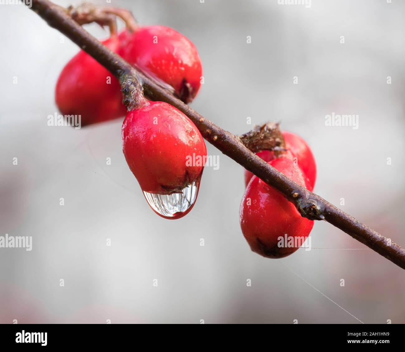 Berries in ireland hi-res stock photography and images - Alamy