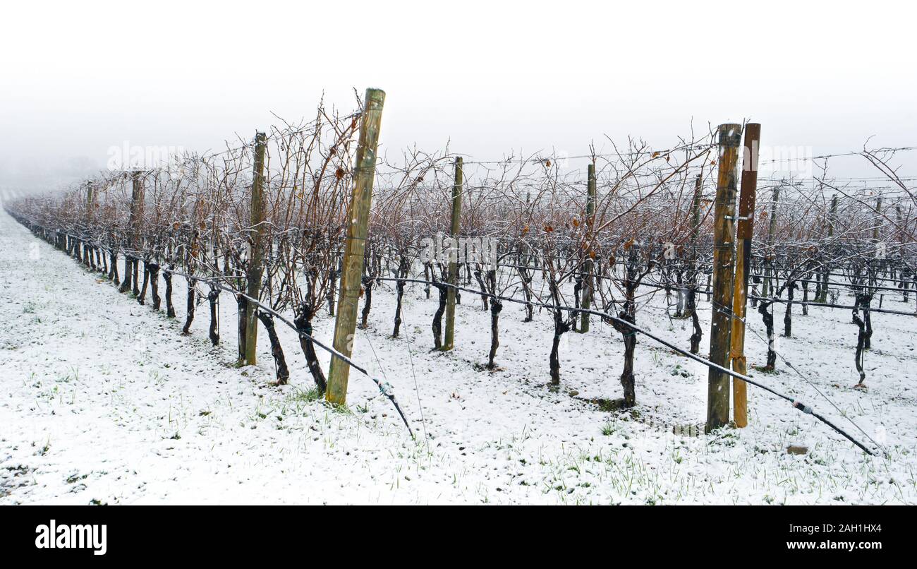 a snowy winter landscape of a vineyard Stock Photo - Alamy