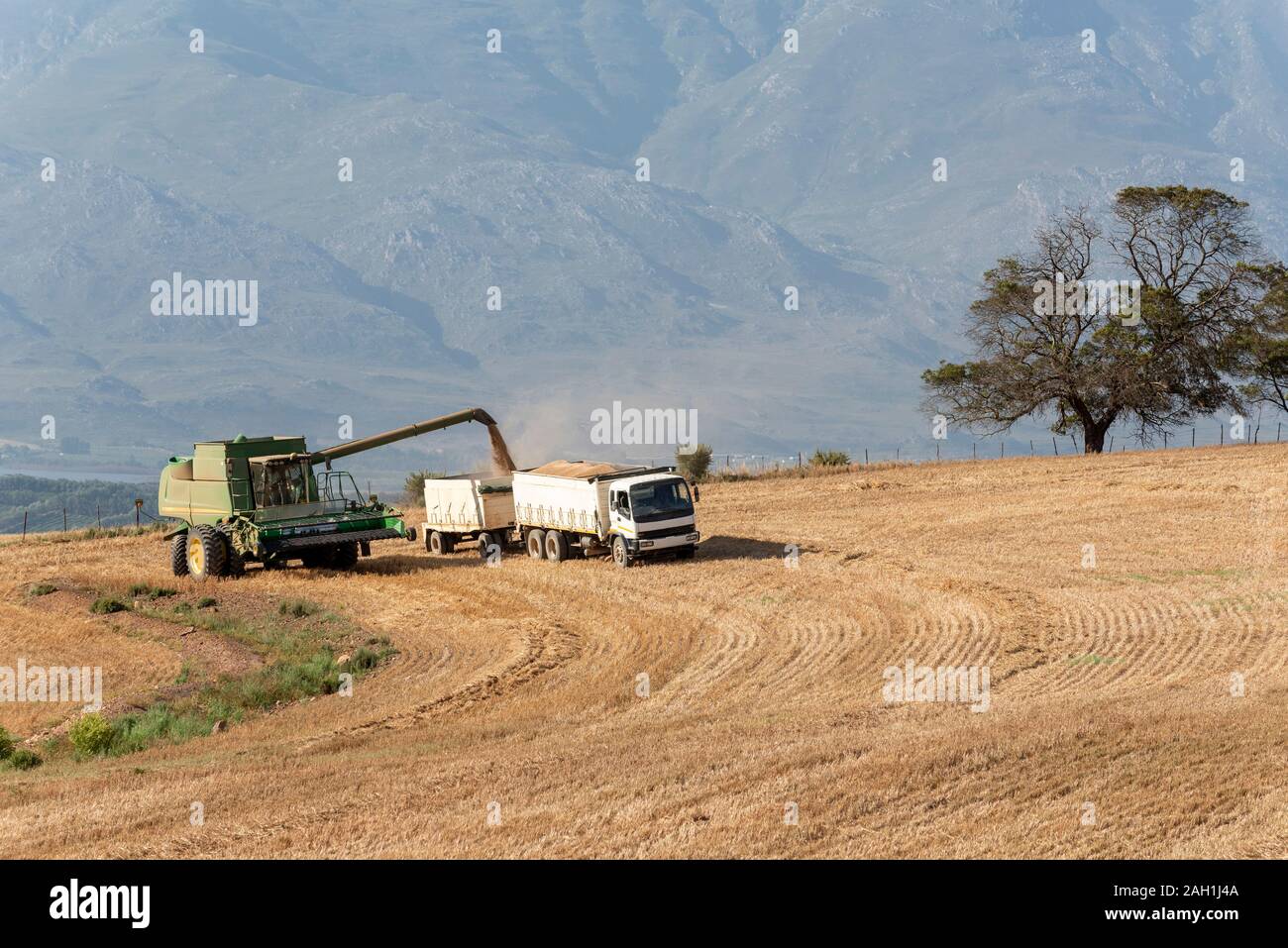 Caledon, Western Cape, South Africa. Combine harvester working with a ...