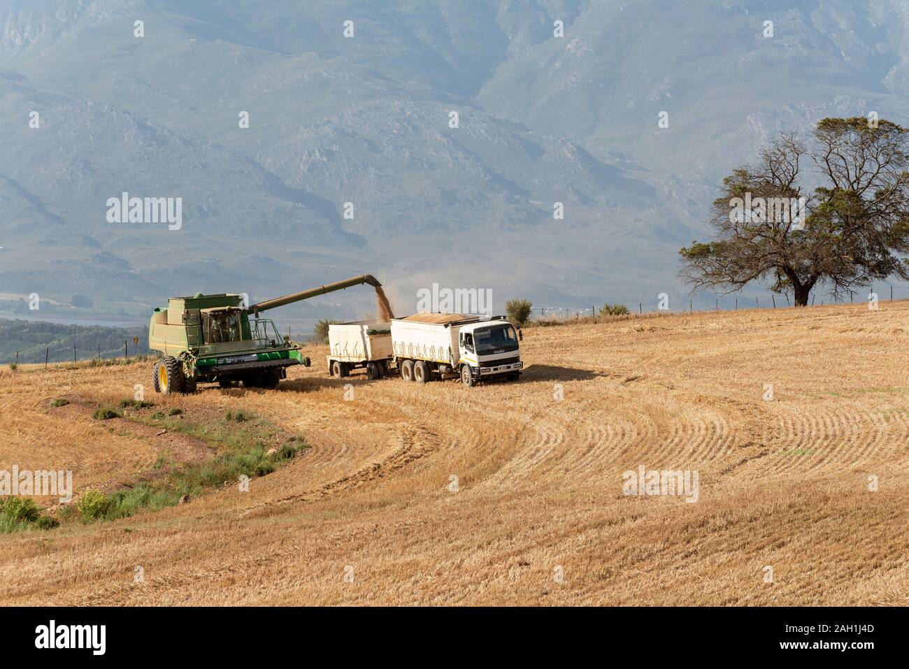 Caledon, Western Cape, South Africa. Combine harvester working with a ...