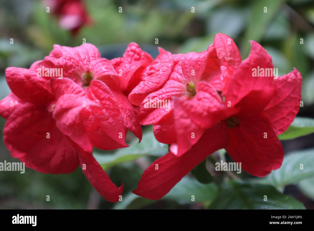 Red Mussaenda flowers Stock Photo - Alamy