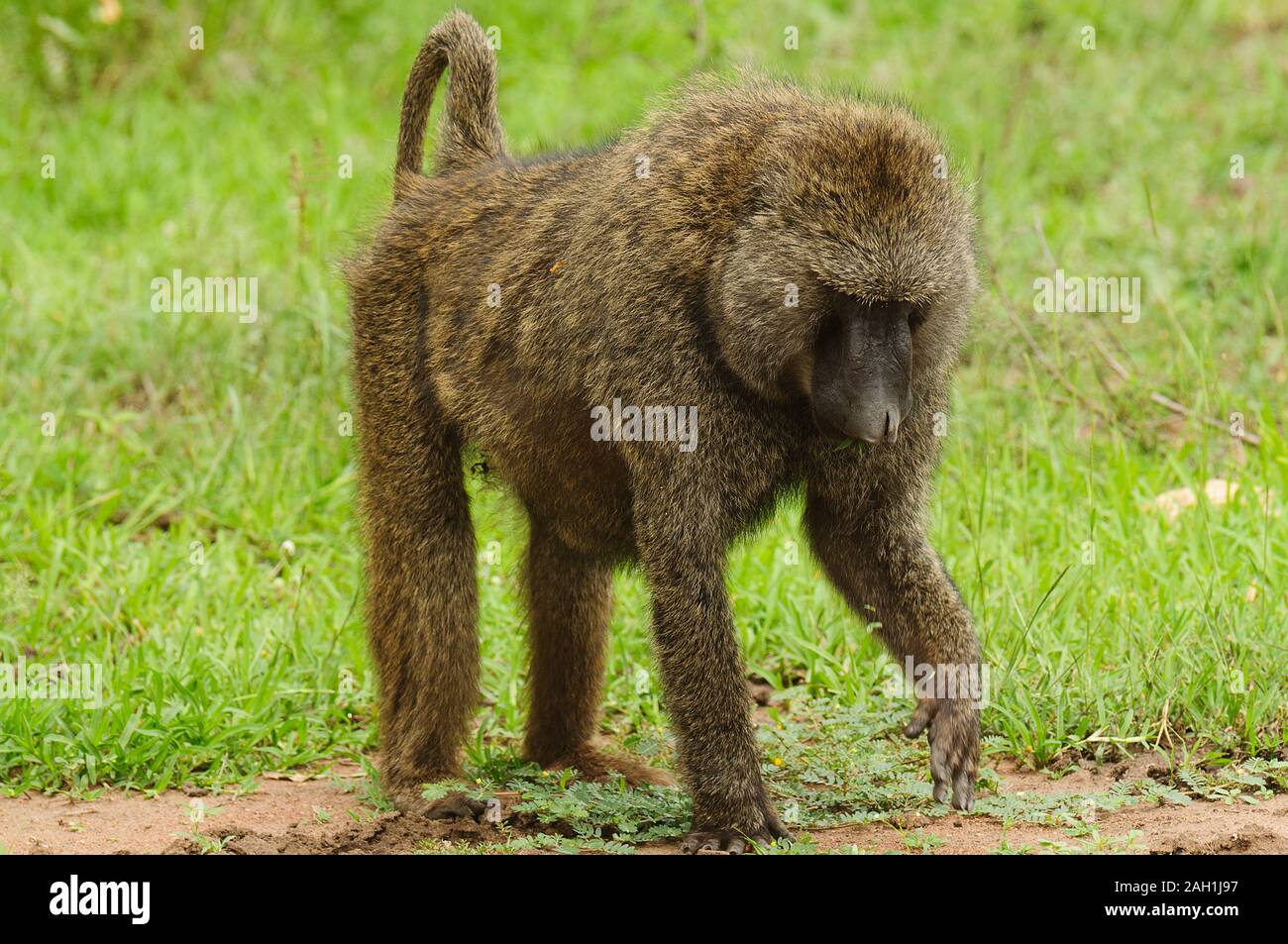 Scientific name papio hi-res stock photography and images - Alamy