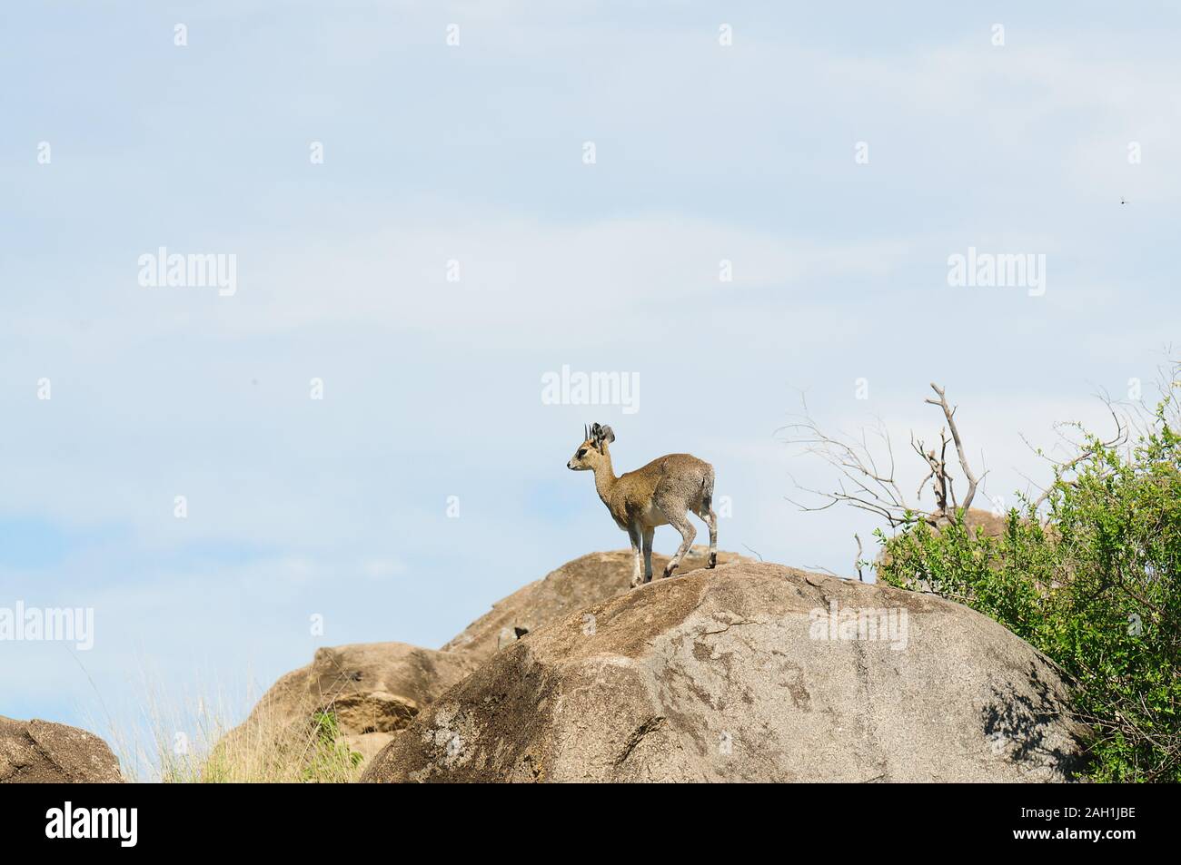Mbuzi goat hi-res stock photography and images - Alamy