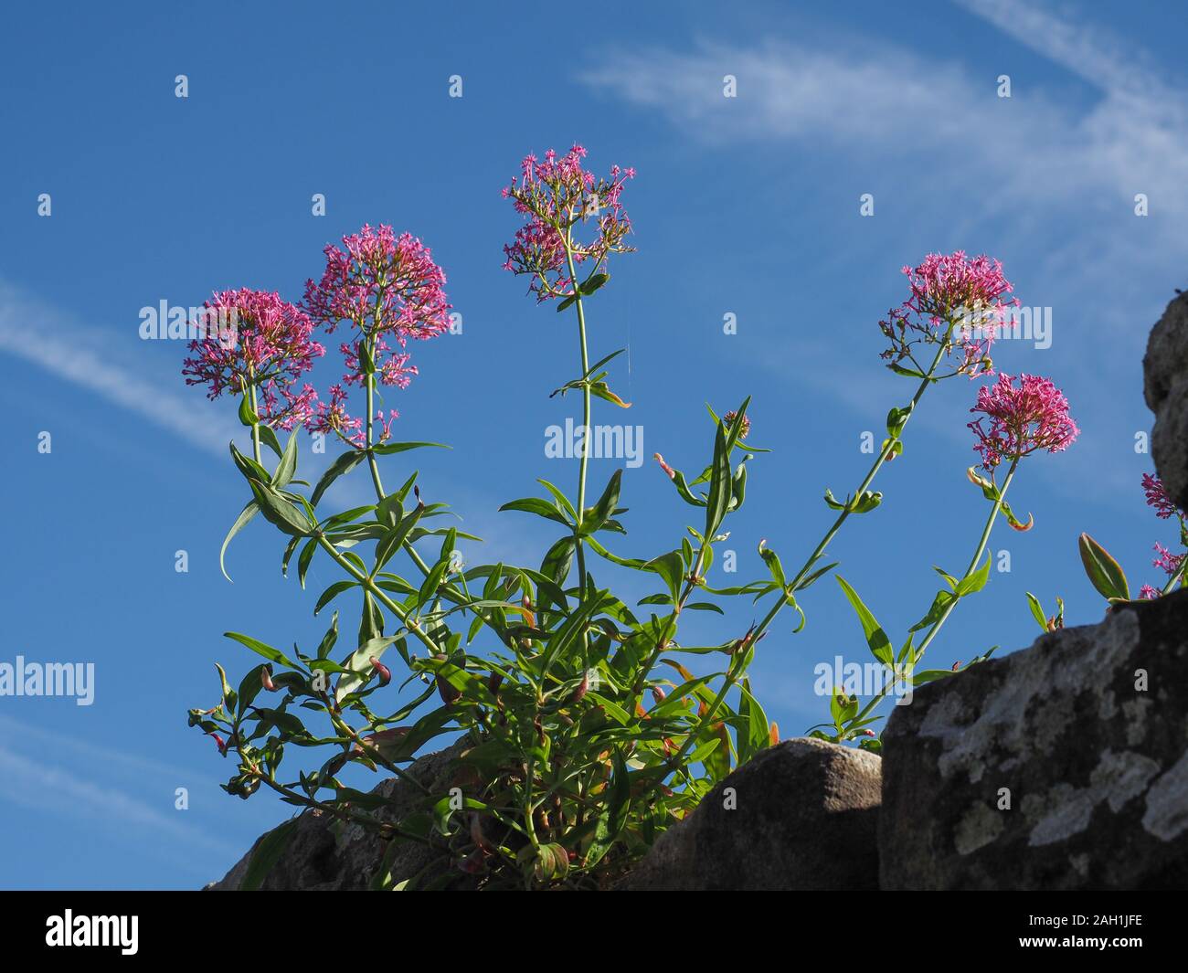 pink flower of plant Valerian (Valeriana officinalis) growing on a rock ...