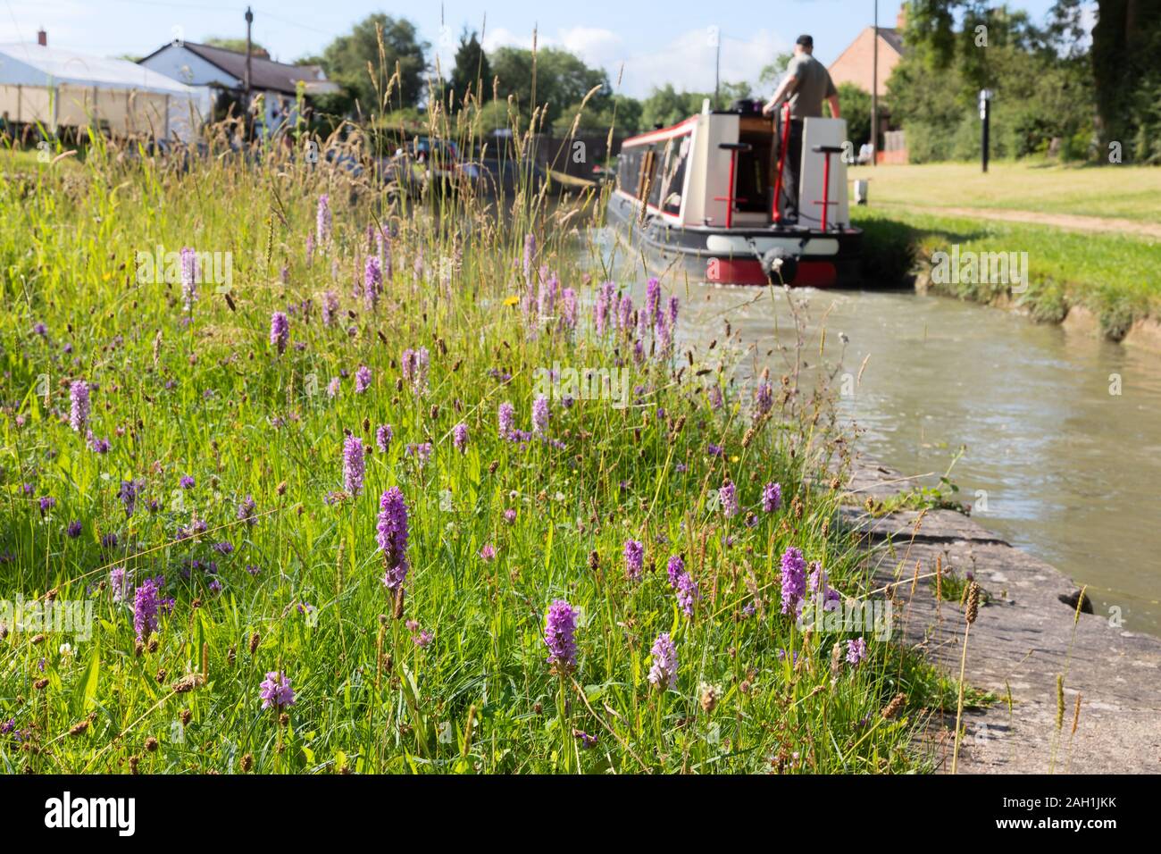 Southern Marsh Background