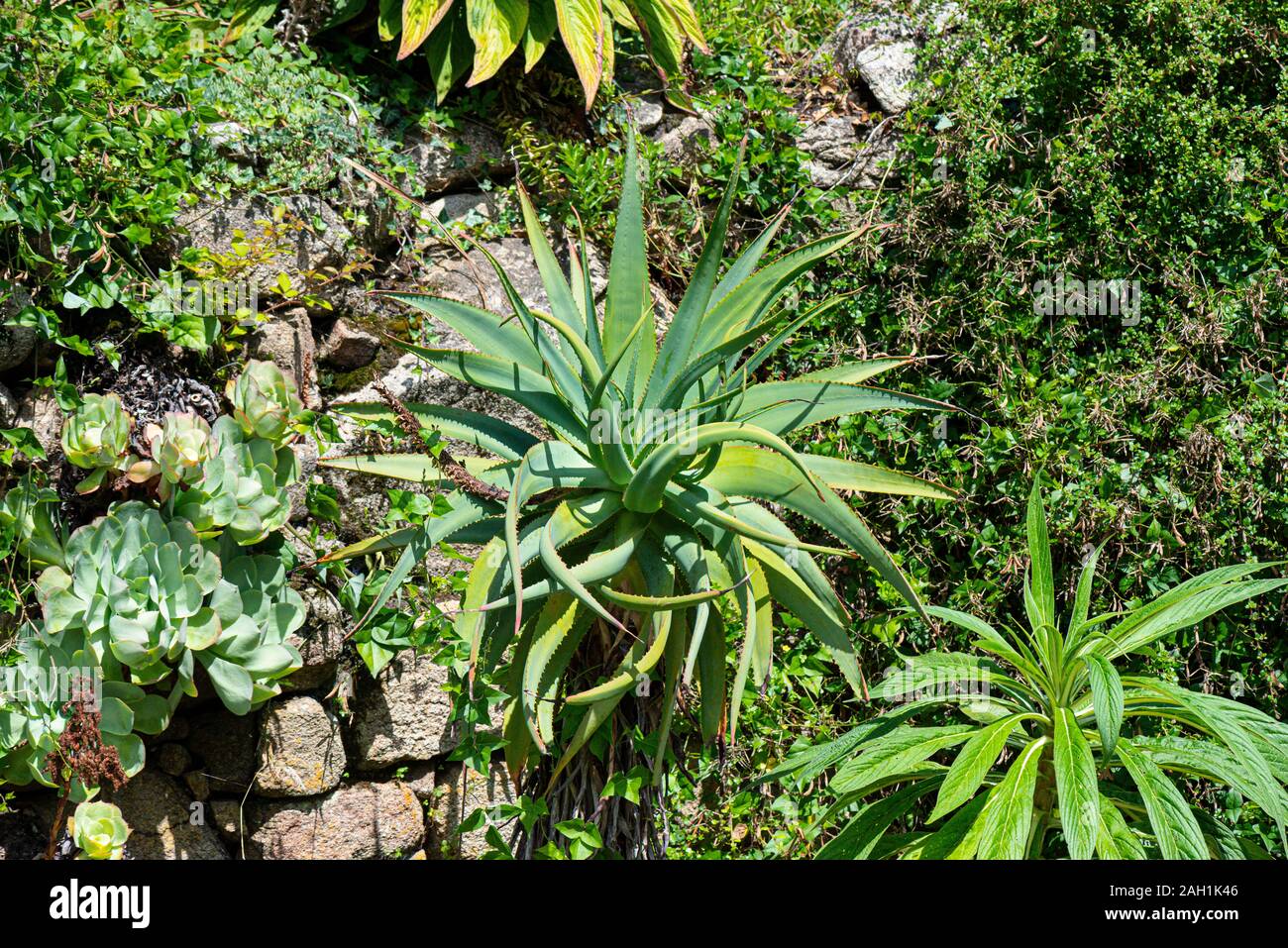 A candelabra aloe (Aloe arborescens Stock Photo - Alamy