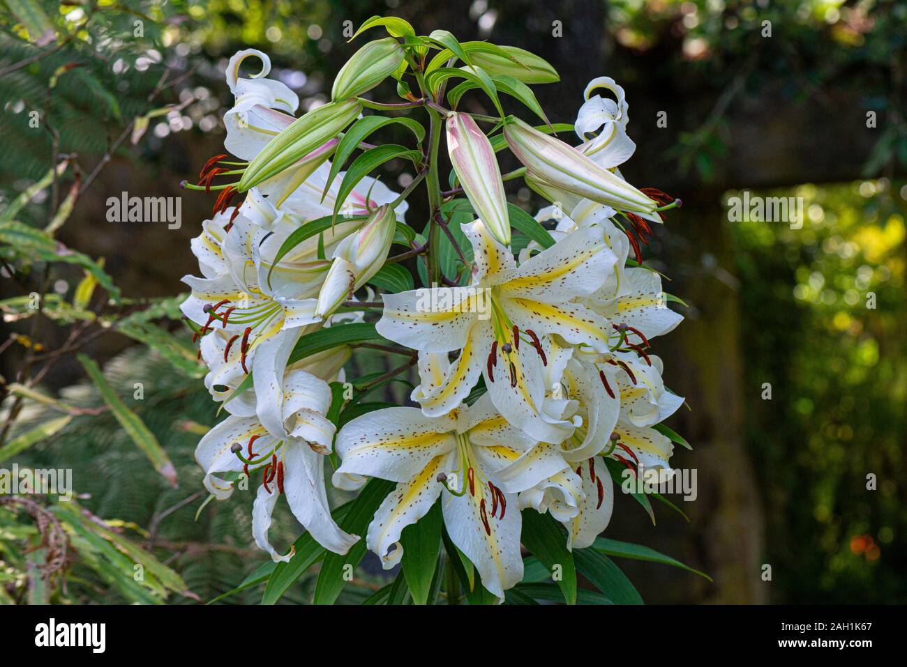 A golden-rayed lily of Japan (Lilium auratum Stock Photo - Alamy