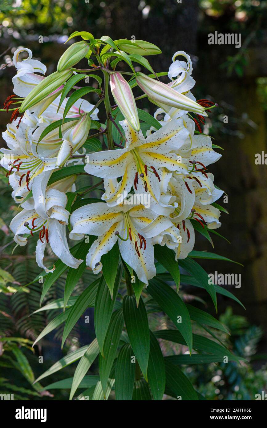 Lilium auratum hi-res stock photography and images - Alamy