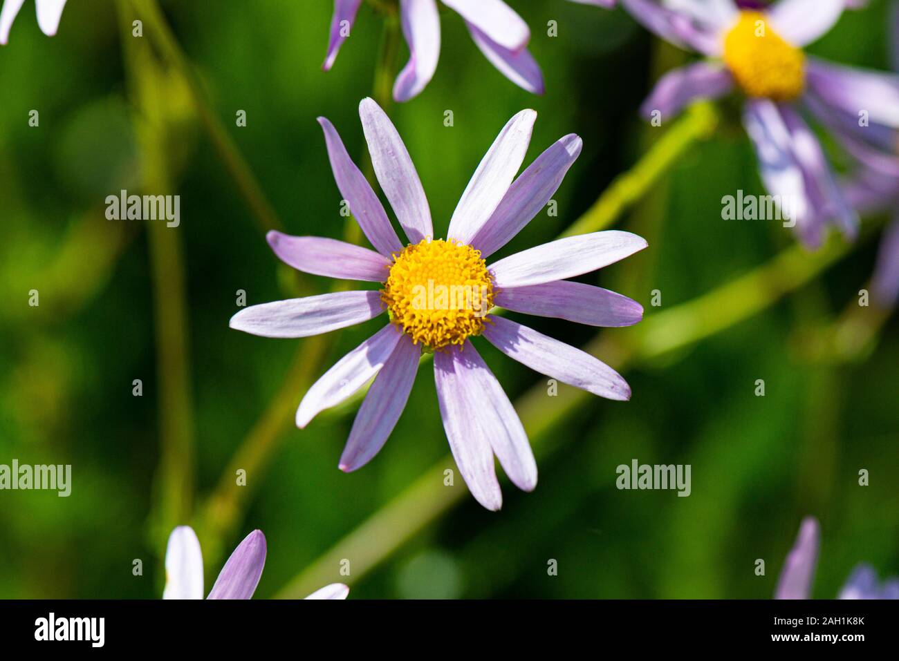 The flower woad-leaved ragwort (Senecio glastifolius Stock Photo - Alamy