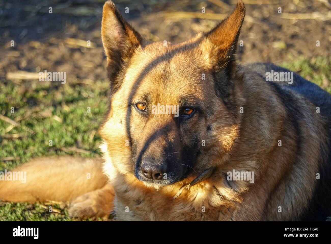 German Shepherd. The best protection of rural houses Stock Photo - Alamy