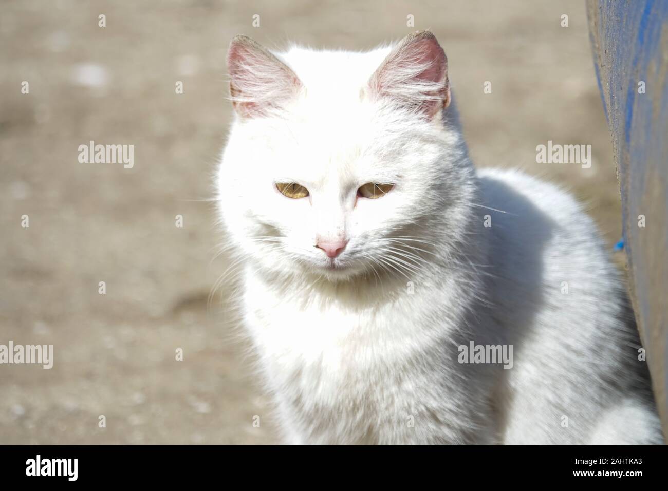 Homeless white cat hi-res stock photography and images - Alamy