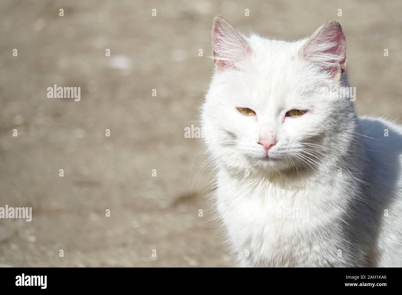 Homeless white cat hi-res stock photography and images - Alamy