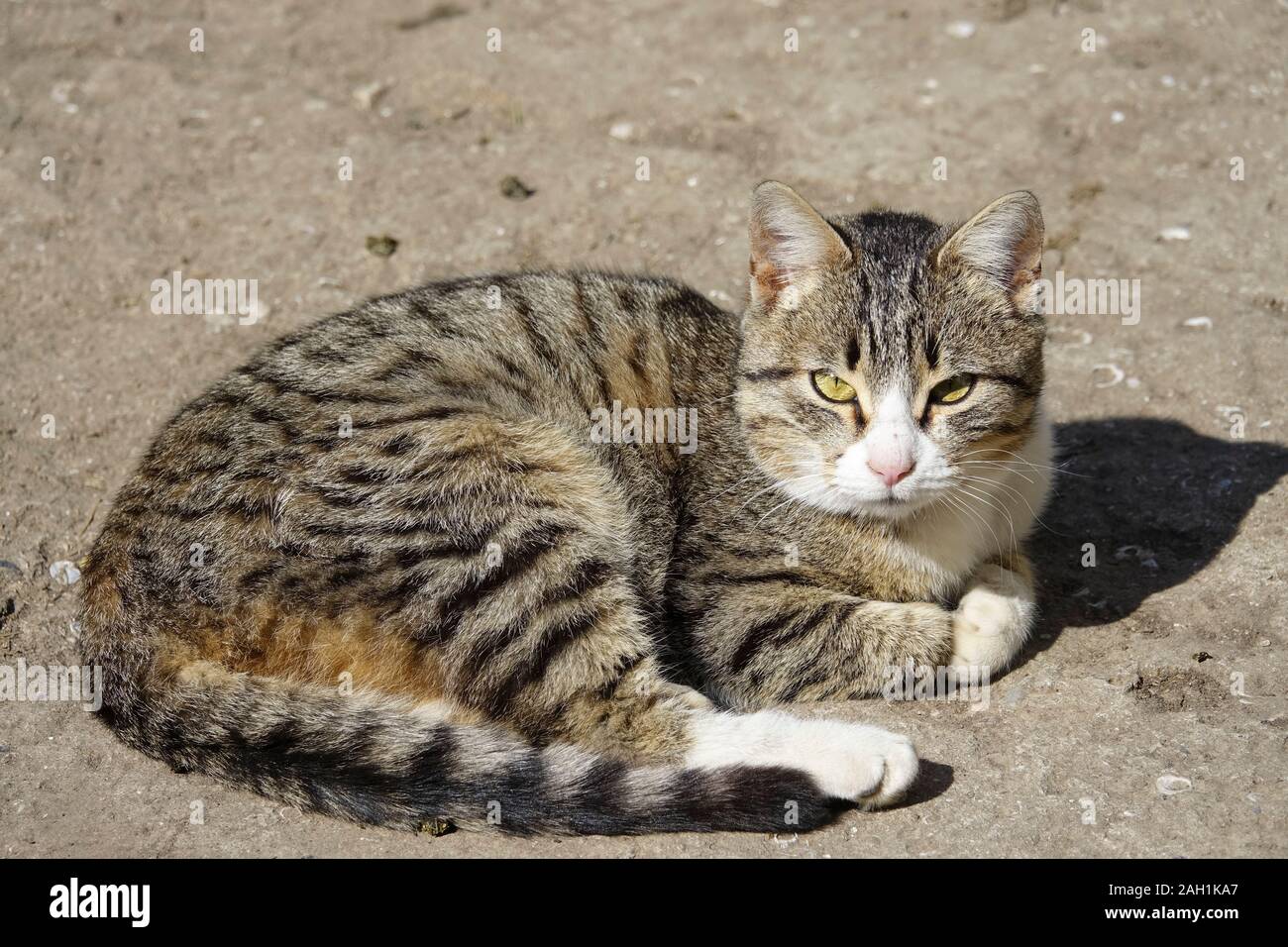 Cute cat basking in the sun hi-res stock photography and images - Alamy