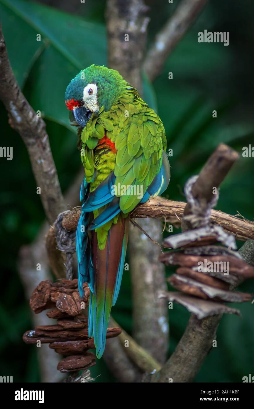 Ara d'Illiger, Blue-winged macaw, Primolius maracana isolated wild bird ...