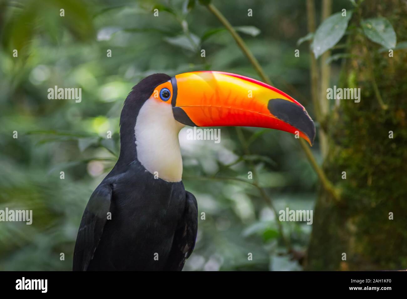 Tucano-toco isolated bird Ramphastos toco close up portrait in the wild ...