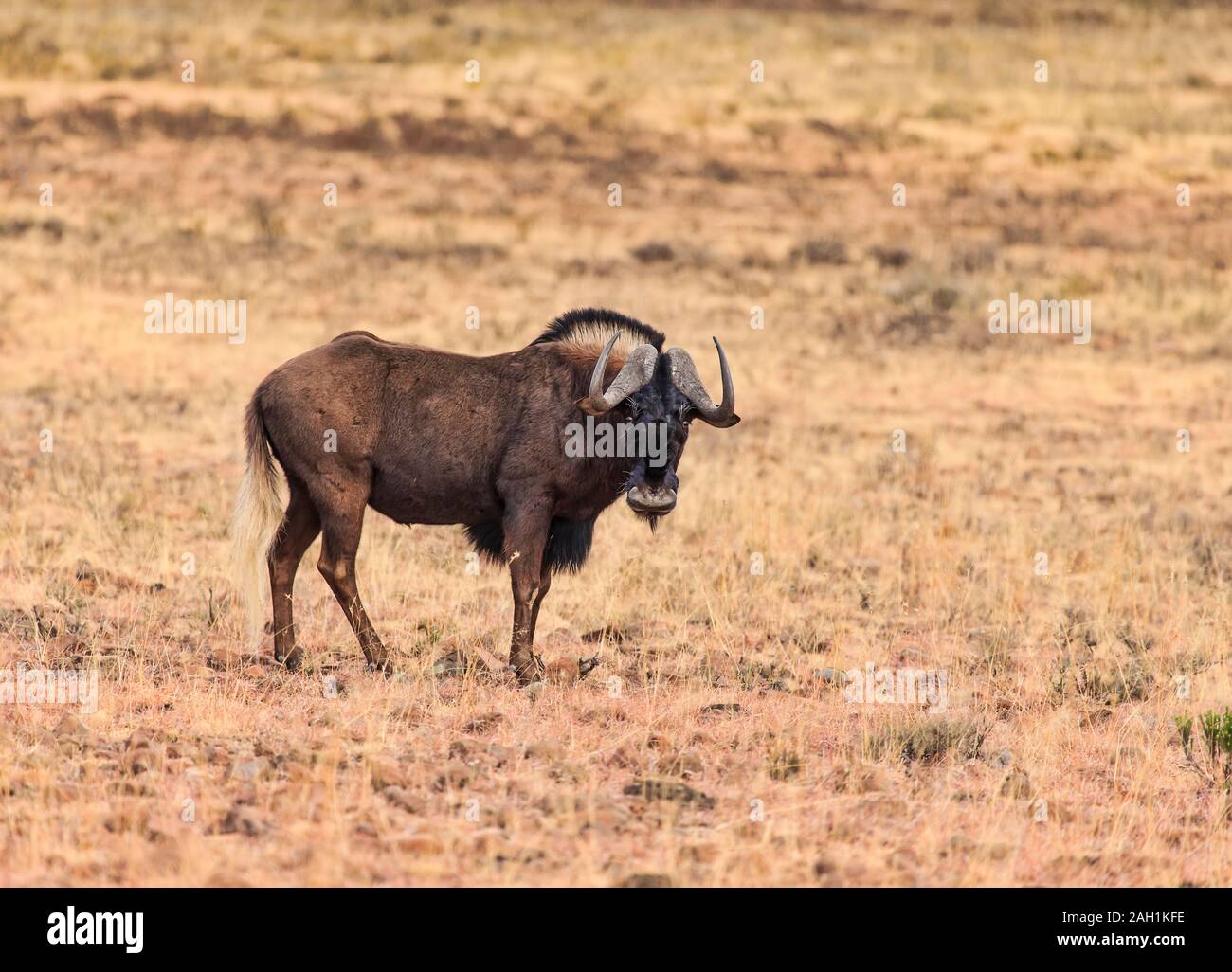 Wildebees High Resolution Stock Photography and Images - Alamy